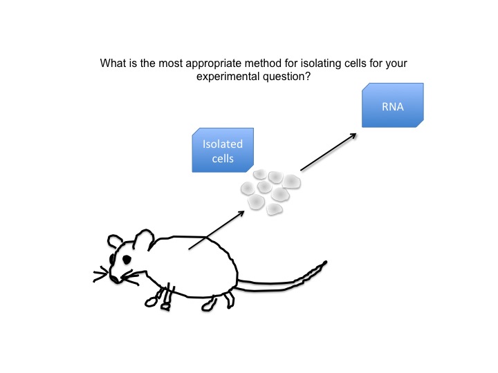 Isolating Cells of Interest From Tissue: A Primer – Cofactor Genomics