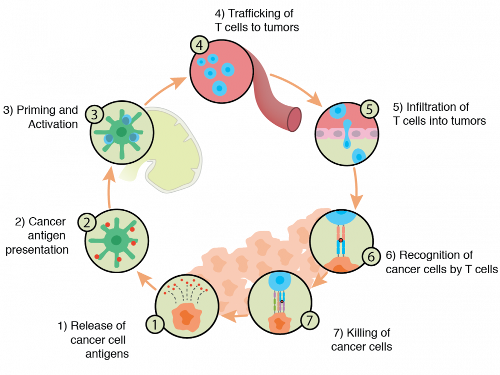 The Importance of Immune-Oncology – Cofactor Genomics