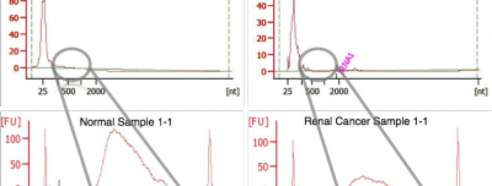 A Method for Surveying the Long-RNA Landscape of Exosomes – Cofactor Genomics